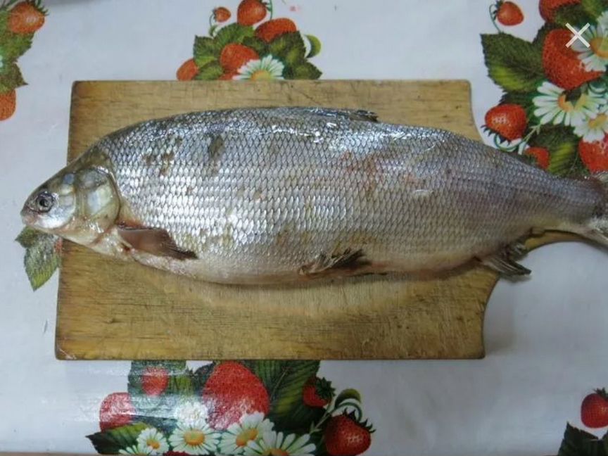 Северная рыба мороженная