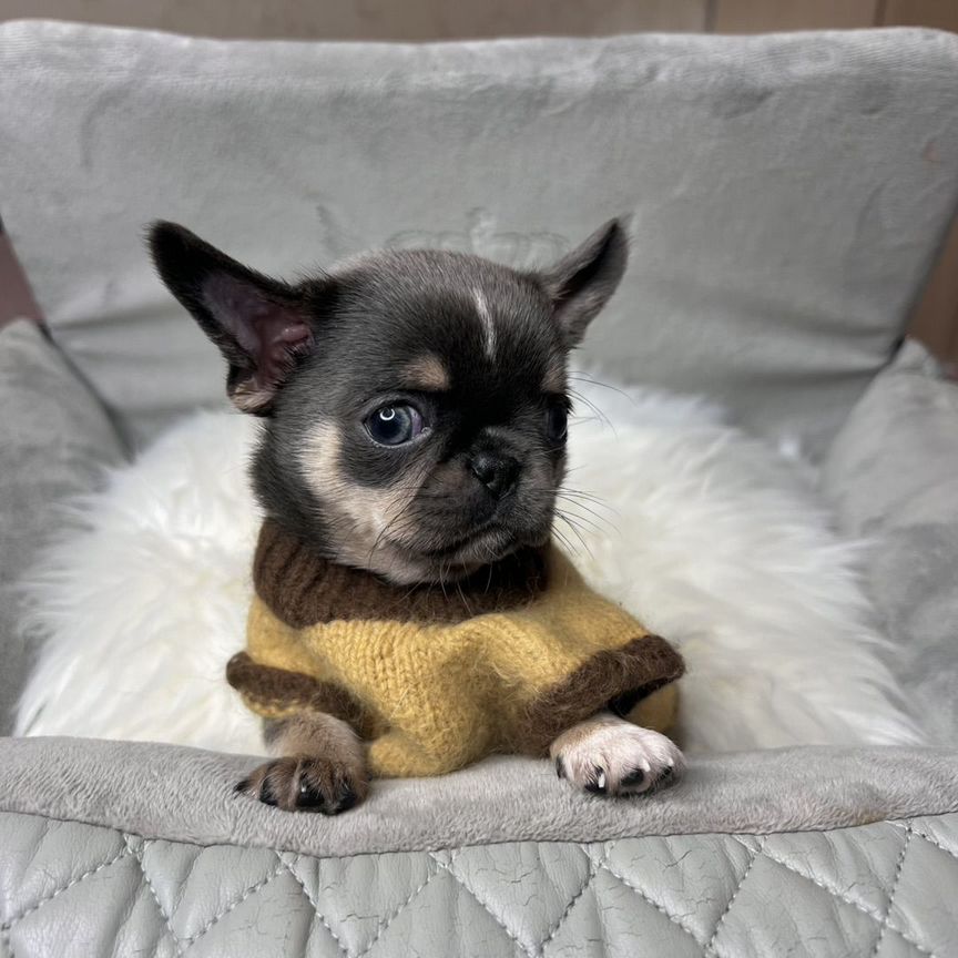 Мини голубой мальчик