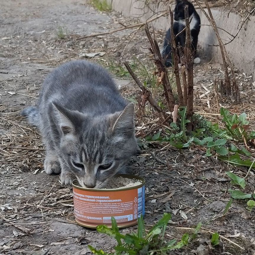 Котята в добрые руки бесплатно
