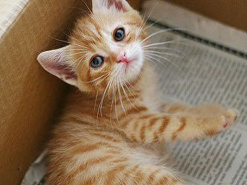 Рыжик ищет семью