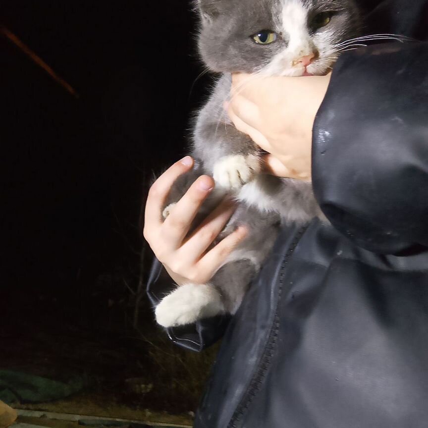 Отдаю котят цену предложите сами и в добрые руки