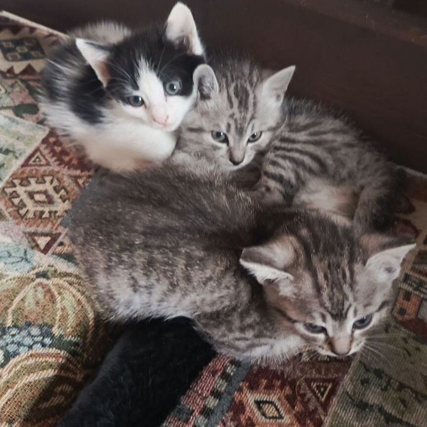 Отдам котят в хорошие руки