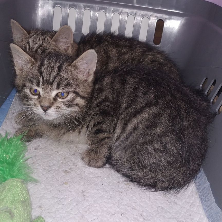 Сибирский котёнок