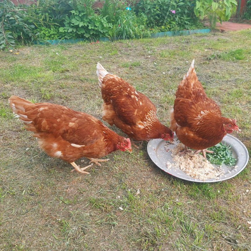 Курицы несушки