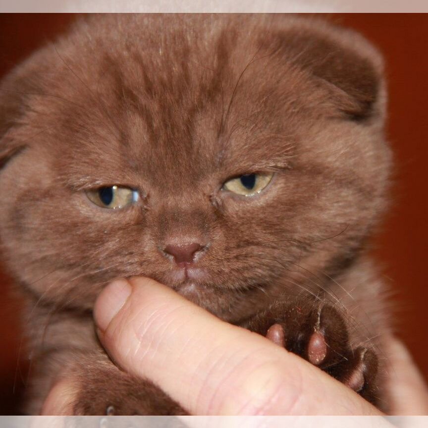 Шотландские шоколадные котята