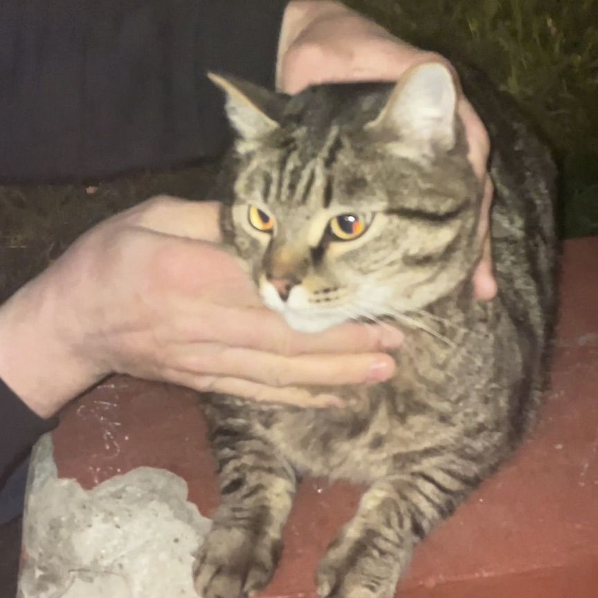 Кот домашний