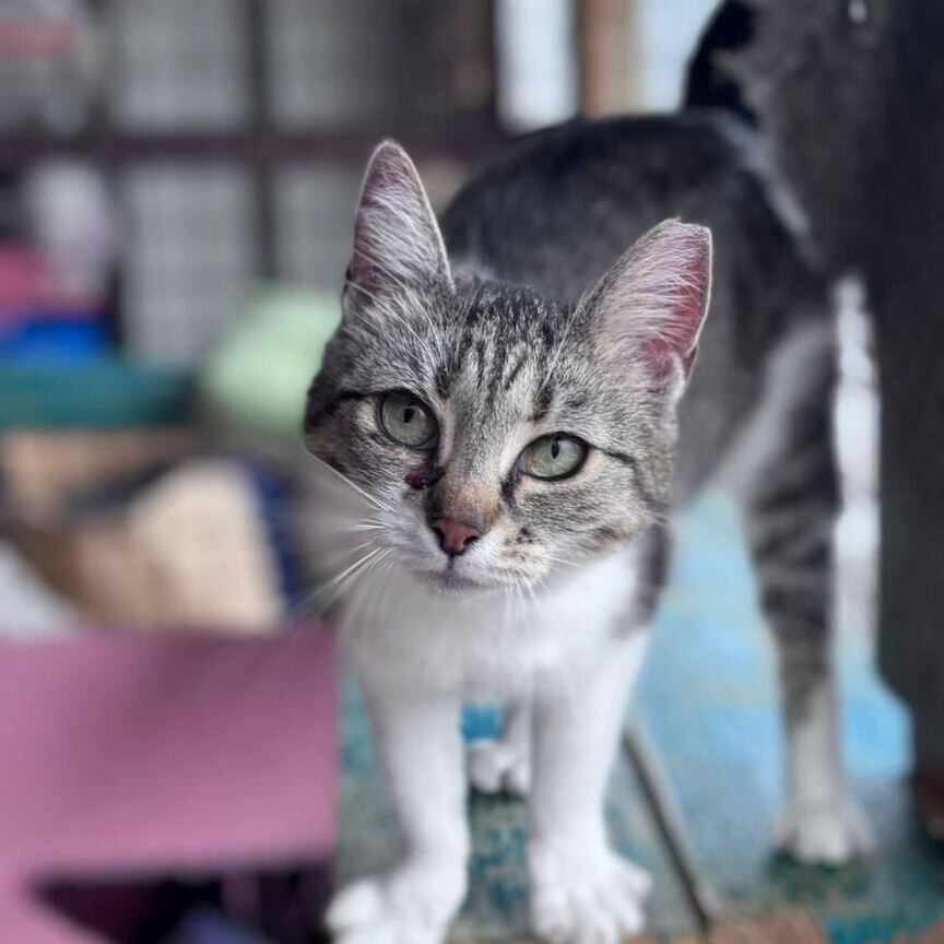 Ласковая кошка Ласка из приюта в добрые руки