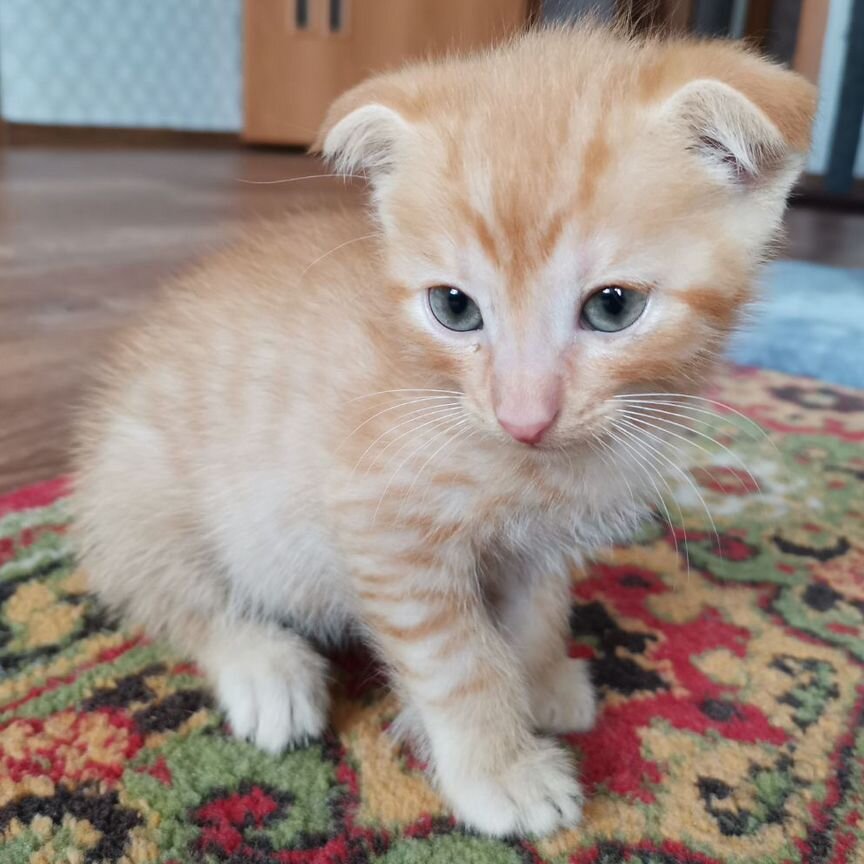 Котёнок в добрые руки