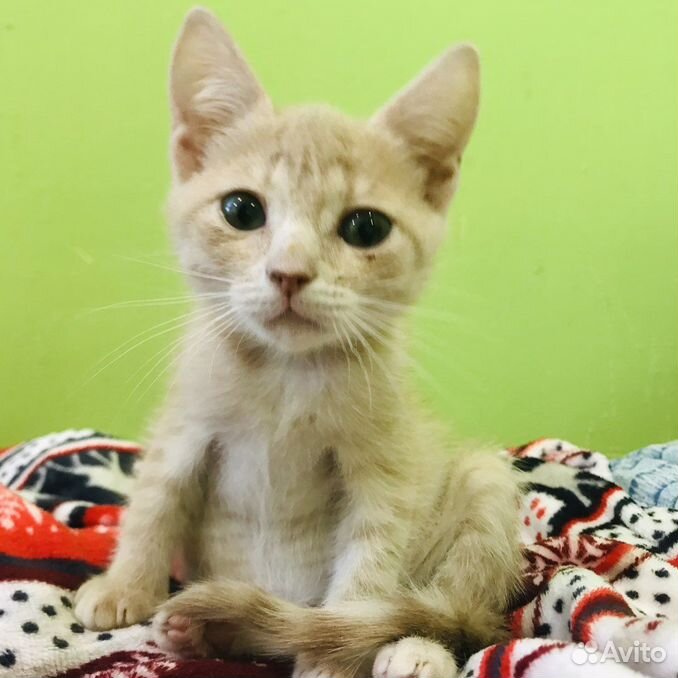 Малышка Соня в добрые руки