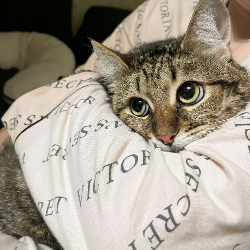Кошки в добрые руки
