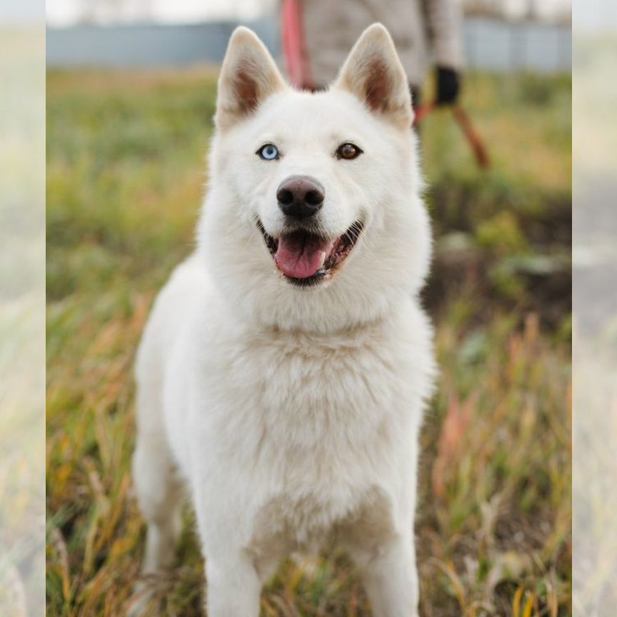 Сибирский хаски, взрослый пёс