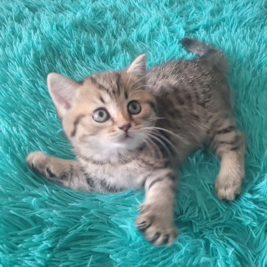 Британские котята