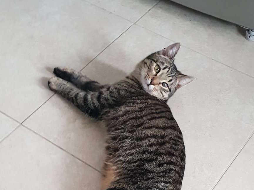 Отдам кота в добрые руки