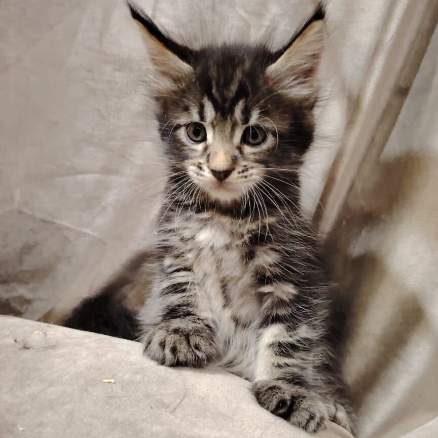 Котята мейнкуна