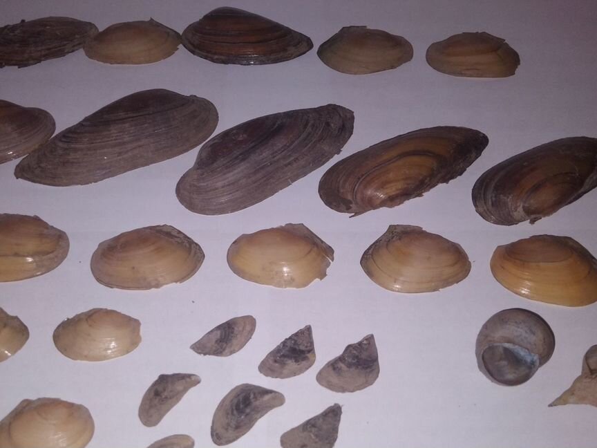 Речная ракушка