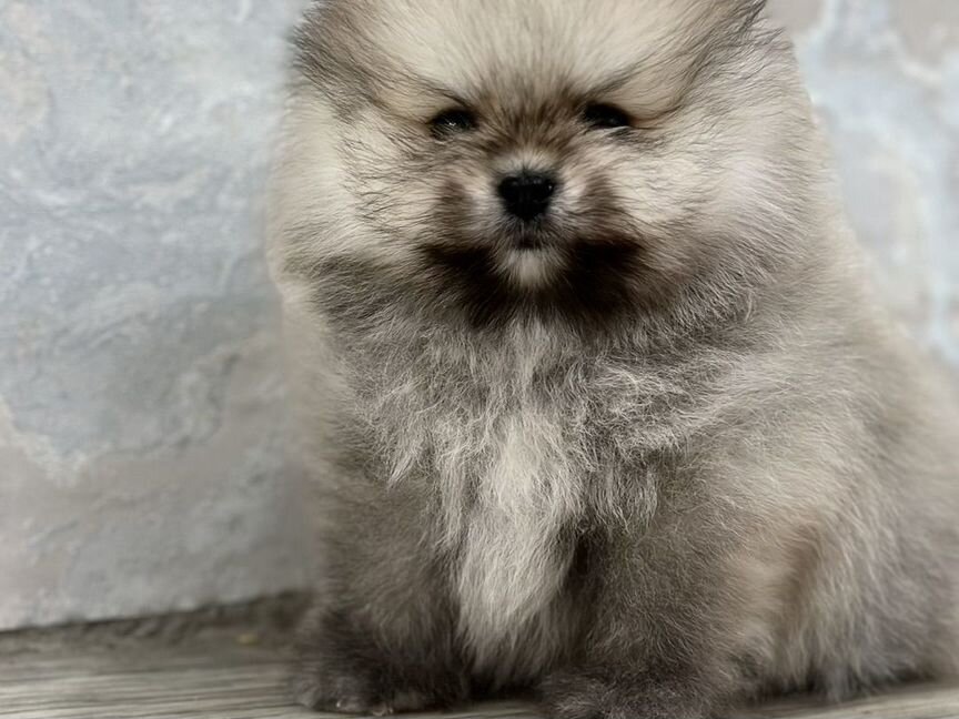 Малыш померанский шпиц мини 1,5 мес