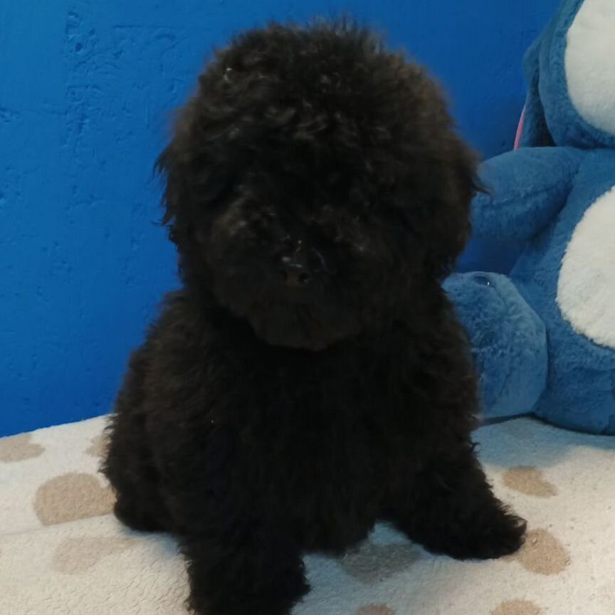 Пудель, щенок