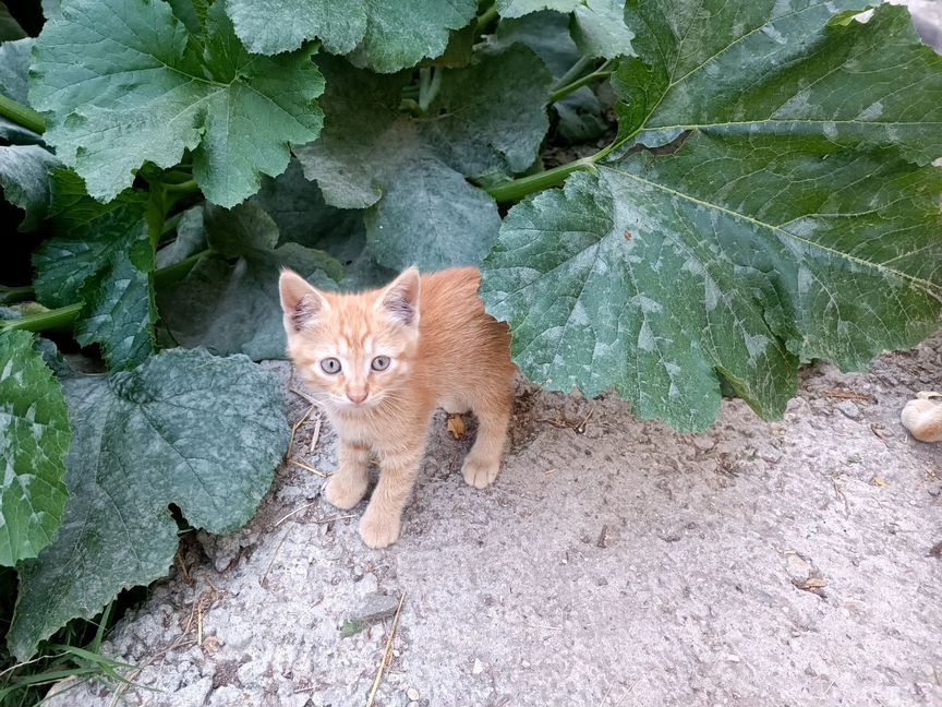 Отдам котят в добрые руки