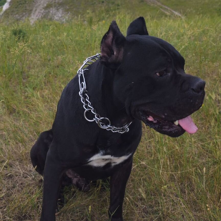 Отдам собаку в хорошие руки