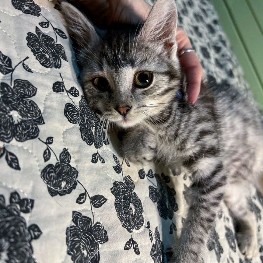 Котенок