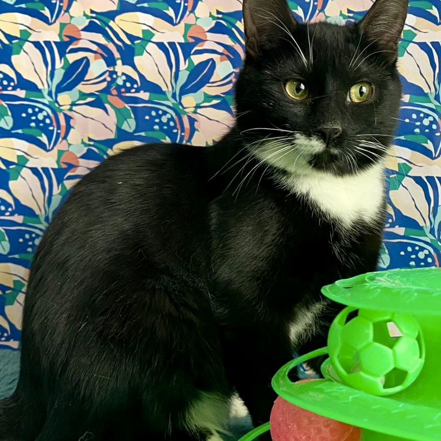 Кошечка в добрые руки