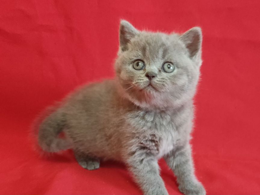 Шотландские лапусики