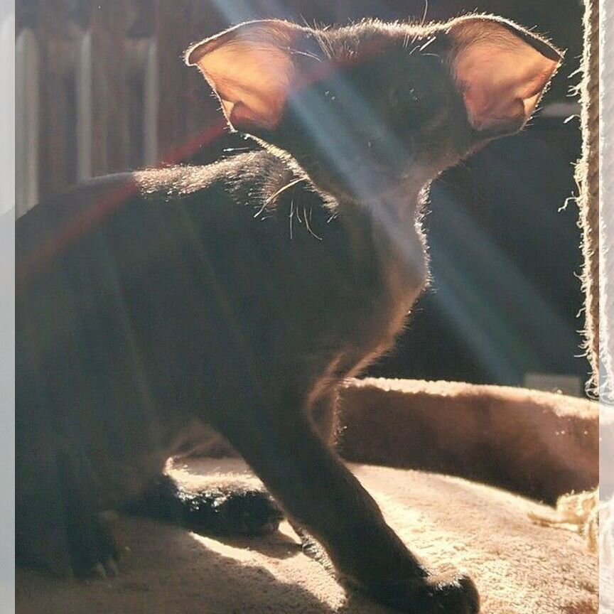 Ориентальный котёнок