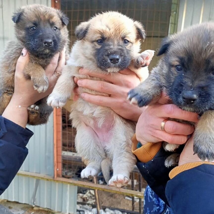 Шенки в добрые руки