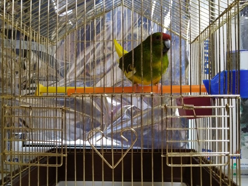 Попугай какарик с клеткой