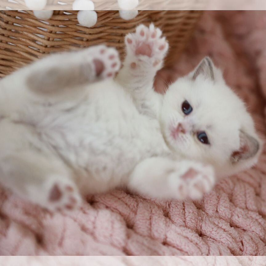 Британский короткошёрстный котёнок