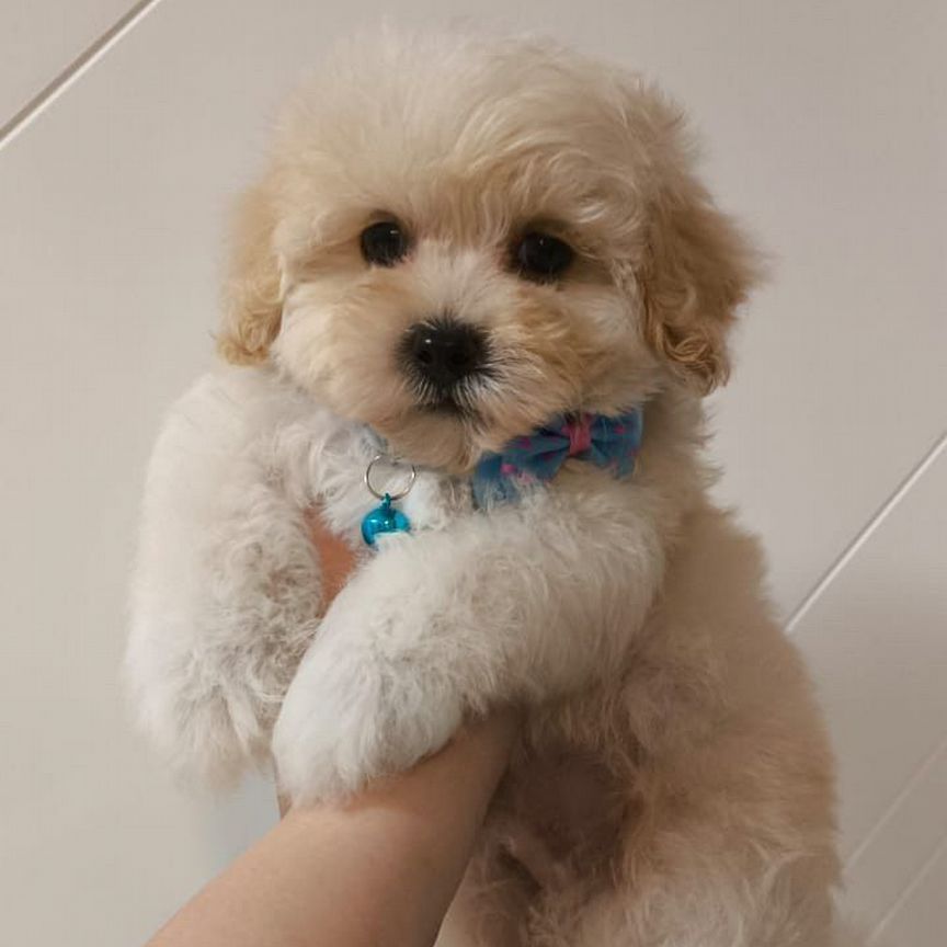 Мальтипу мини f1 мальчик