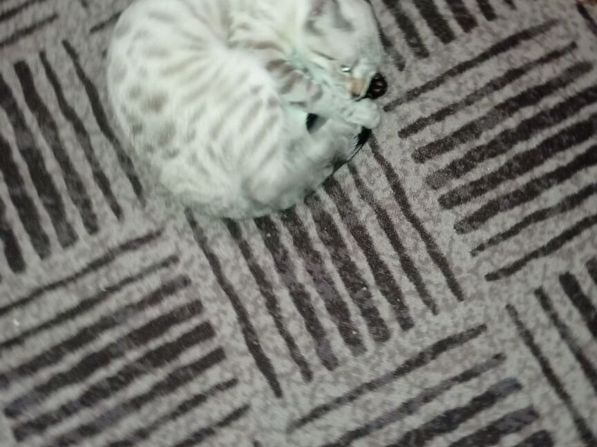 Бенгальская кошечка