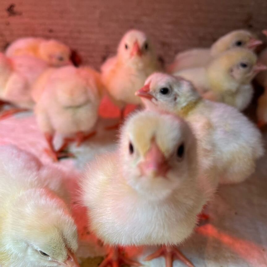 Цыплята бройлеры