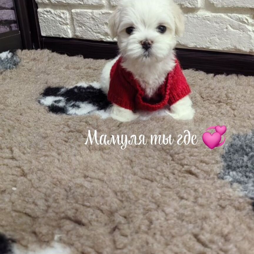 Миниатюрный мальчик мальтезе
