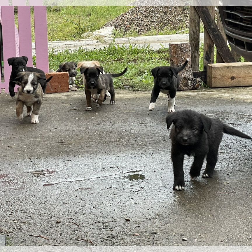 Щенки восточноевропейской овчарки