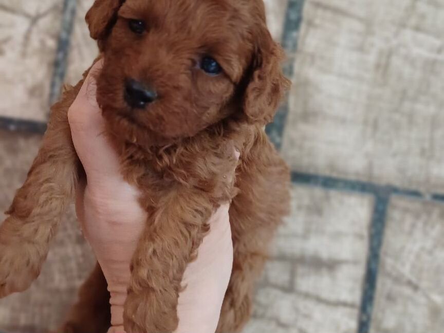 Пудель тои и мини яркие красные