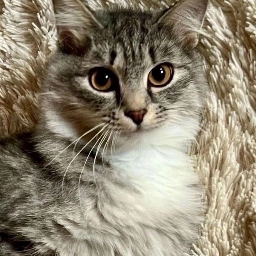 Сибирская кошечка