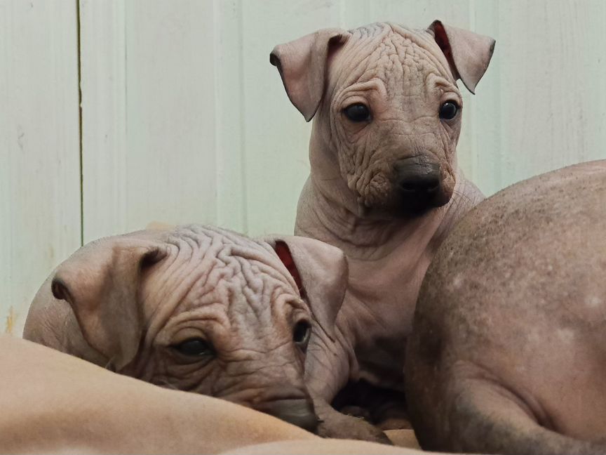 Ксолоитцкуинтли мини, мальчики