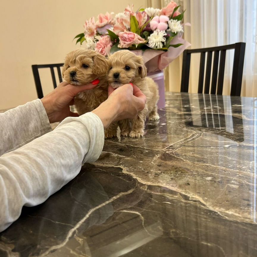 Мальтипу f1девочки