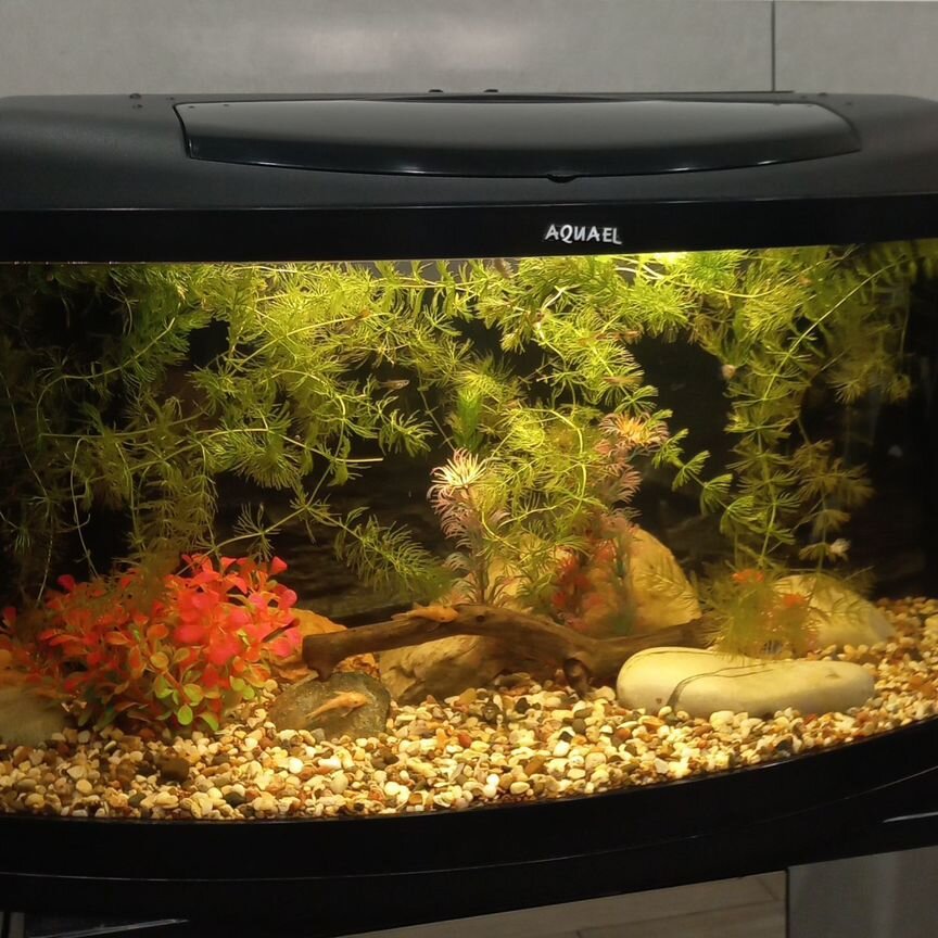 Аквариум панорамный aquael с рыбами