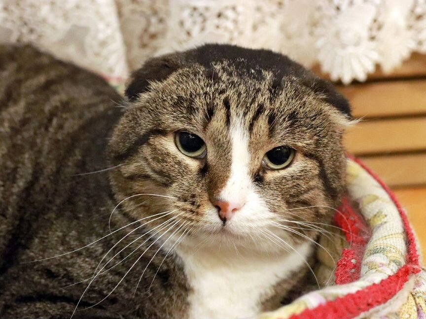 Коты бесплатно
