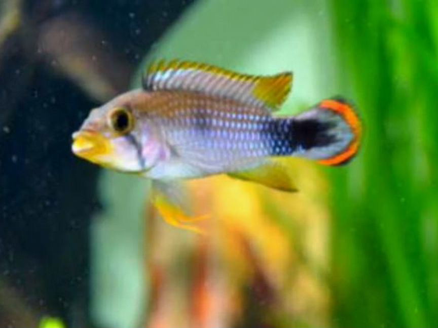 Пандурини - Apistogramma pandurini