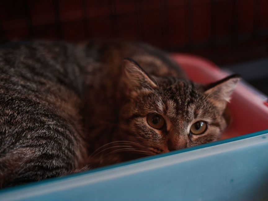 Полосатая кошка в добрые руки