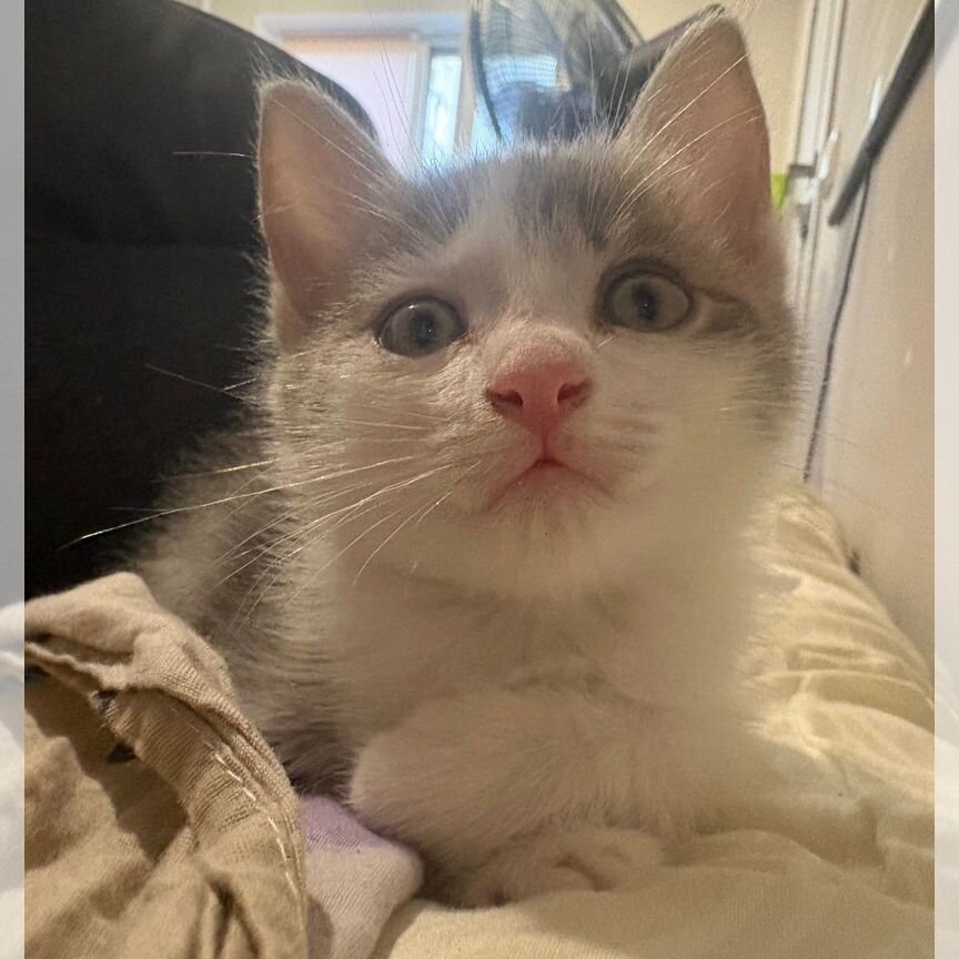 Сибирский котёнок
