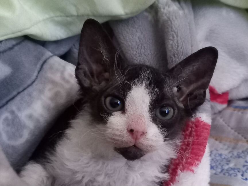 Донской сфинкс браш девочка