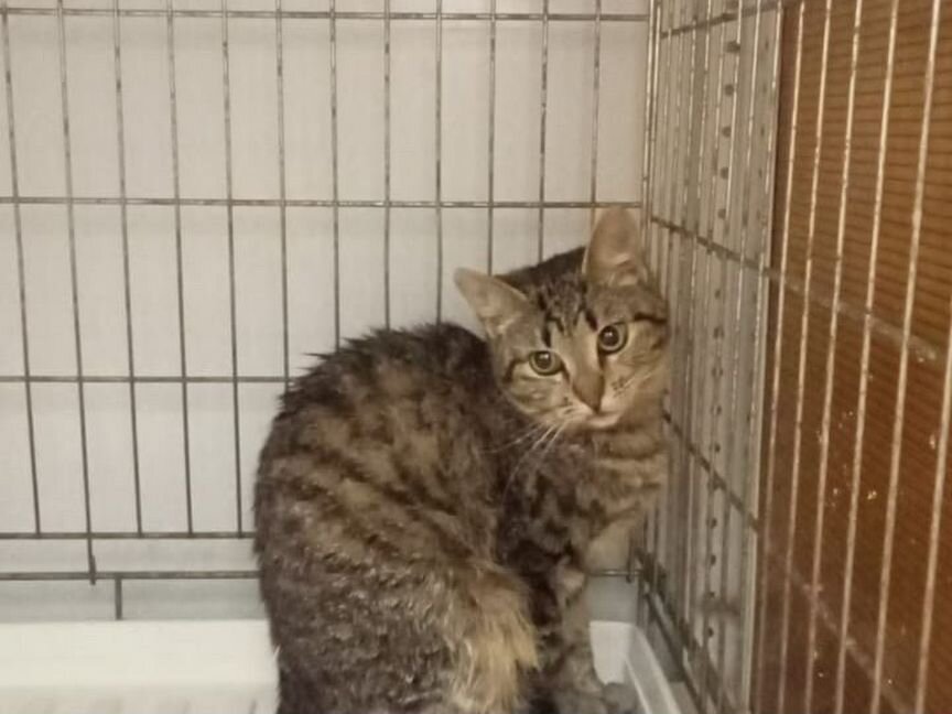 Молодая кошка в добрые руки