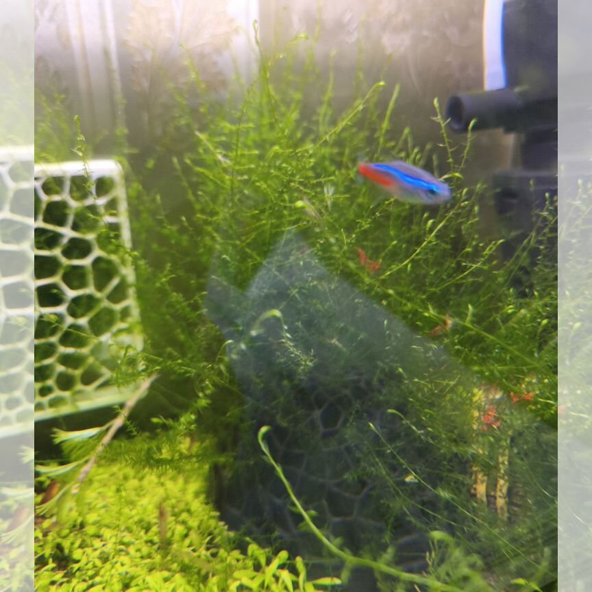 Мох для креветок