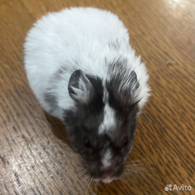 Хомяк, мальчик 2 месяца