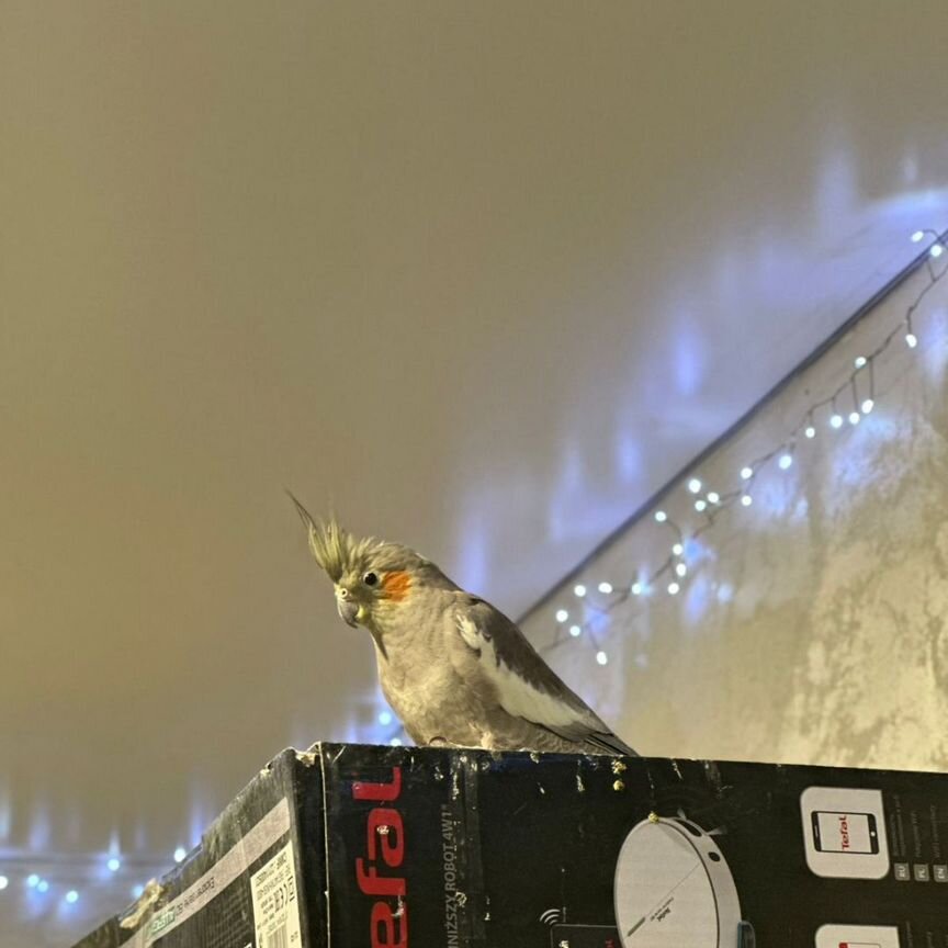 Продаю Кореллу