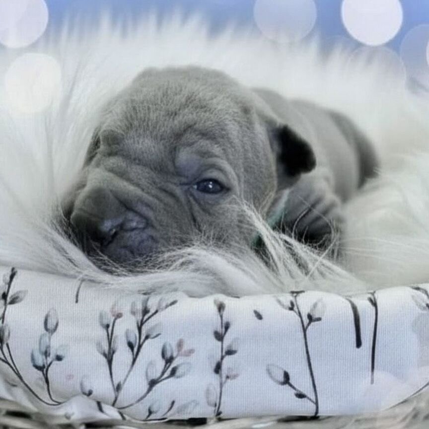 Тайский риджбек, щенок